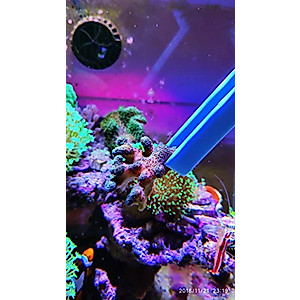 Aquarium Choice Coral Feeder Long Syringe Reef Feeder SPS HPS Marine Reef Coral Feeder Tool Fish Excreta Cleaner (11.8 inch Coral Tweezers Never Rust)