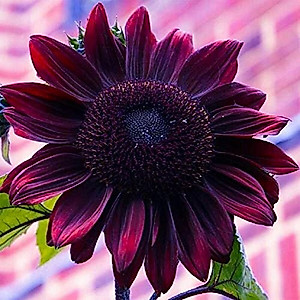 Sunflower Seeds for Planting - Grow Purple Chocolate Cherry Sun Flowers in Your Garden - 25 Non GMO Heirloom Seeds - Full Planting Instructions for Easy to Grow - Great Gardening Gifts (1 Packet)
