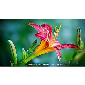 10x High Definition 2 Element Close-Up (Macro) Lens for Nikon, Canon, Sony, Panasonic, Fujifilm, Pentax & Olympus DSLR's (40.5mm)