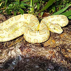 Safari Ltd. Albino Burmese Python Figurine - Lifelike 5.5" Snake Figure - Educational Toy for Boys, Girls, and Kids Ages 3+