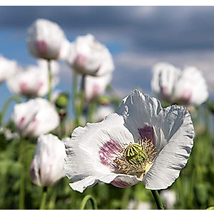 Earthcare Seeds Giant Poppy 250 Seeds (Papaver Somniferum Giganteum) Non GMO - Heirloom