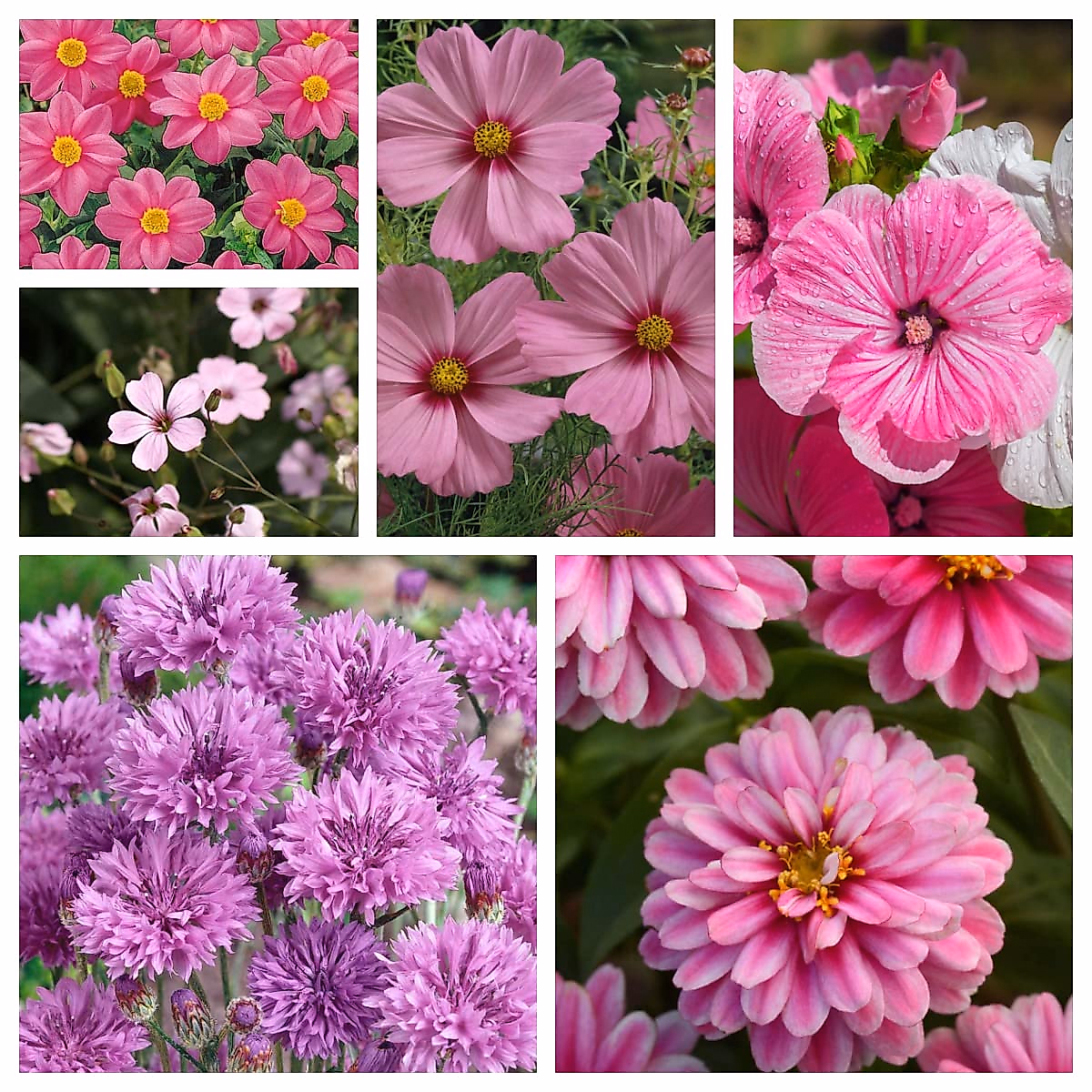 Outsidepride 10000 Seeds Annual Pink Wild Flower Seed Mix for Planting