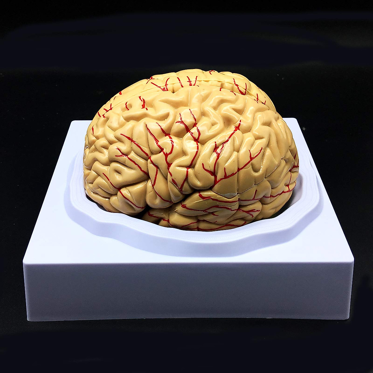 Human Brain Model, Anatomically Accurate Brain Model Life Size Human Brain Anatomy for Science Classroom Study Display Teaching Medical Model