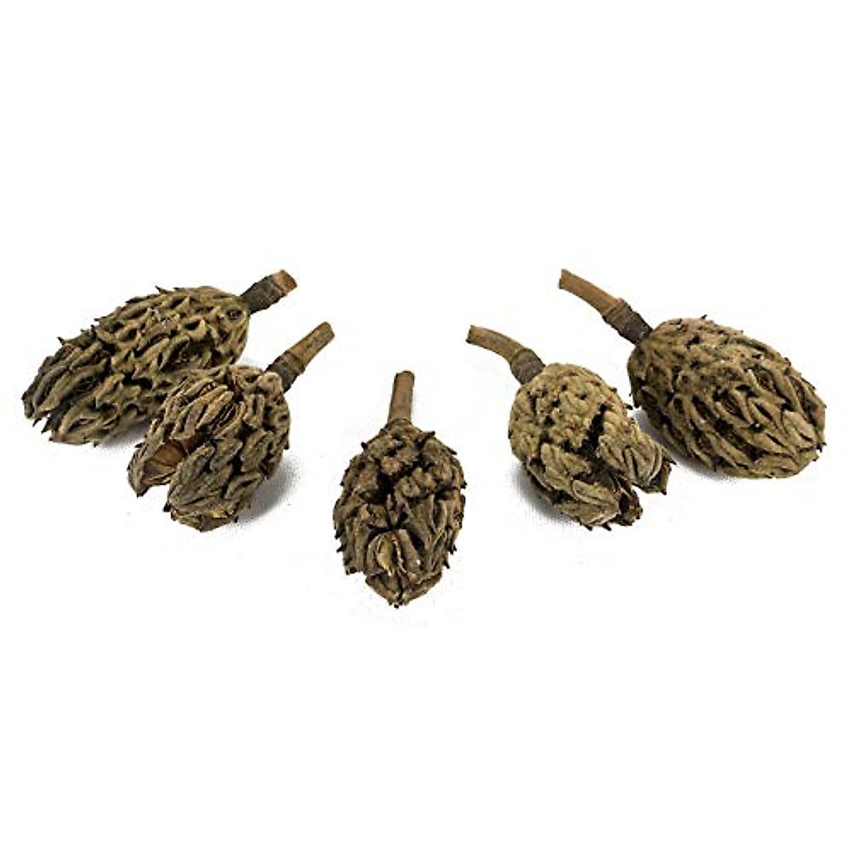 Josh's Frogs Magnolia Pods (Includes 5 Pods)