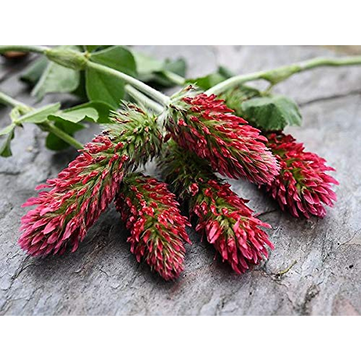 Crimson Clover Seeds for Planting, 1500+ Flower Seeds Per Packet, (Isla's Garden Seeds), Non GMO & Heirloom Seeds, Scientific Name: Trifolium incarnatum, 90% Germination Rates, Great Home Garden Gift