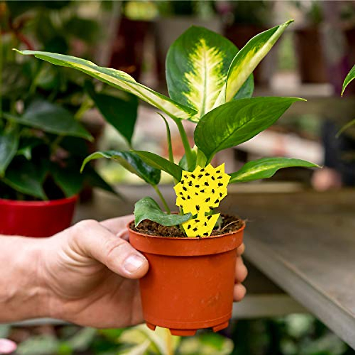 15 pcs Gnat Traps for House Indoor, Fungus Gnat Sticky Traps for Plants, Sticky Traps for Gnats - Plant Sticky Traps for Bugs, Sticky Fly Traps for Plants Trap Fungus Gnat, Fruit Fly and Other Insects