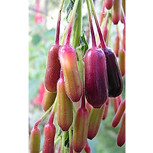 1126-Bolivian Fuchsia (Fuchsia boliviana) Seeds by Robsrareandgiantseeds UPC0764425787310 Non-GMO,Organic, Rare Species, Bonsai,1126 Package of 5 Seeds