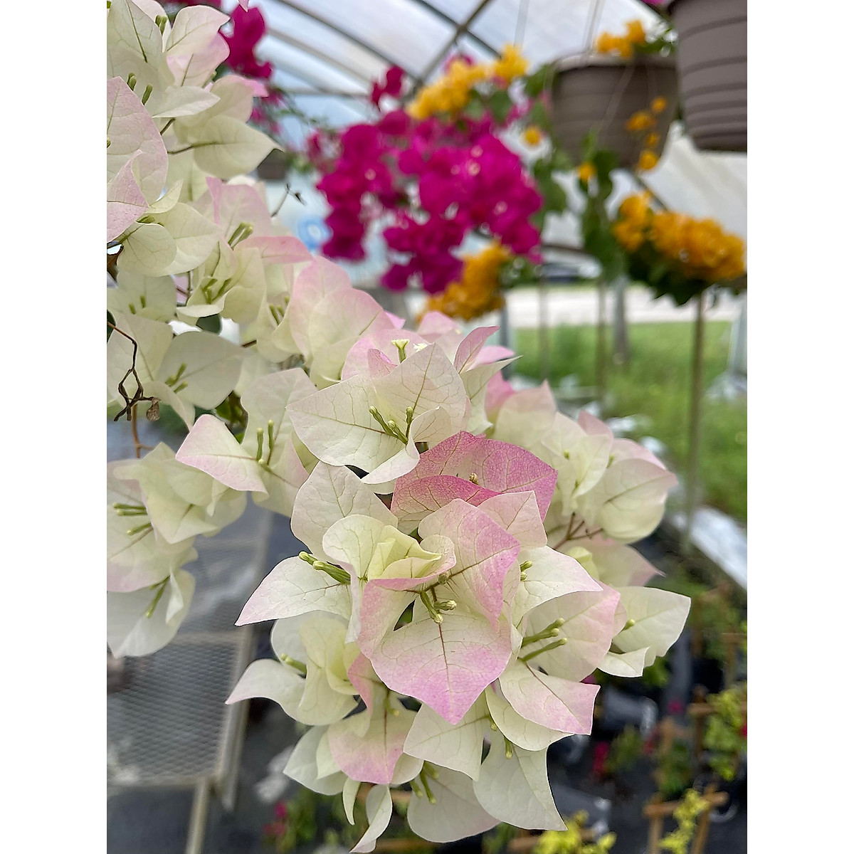 Live Plant Bougainvillea Vine Plant Assorted Colors 6" Pot with Trellis