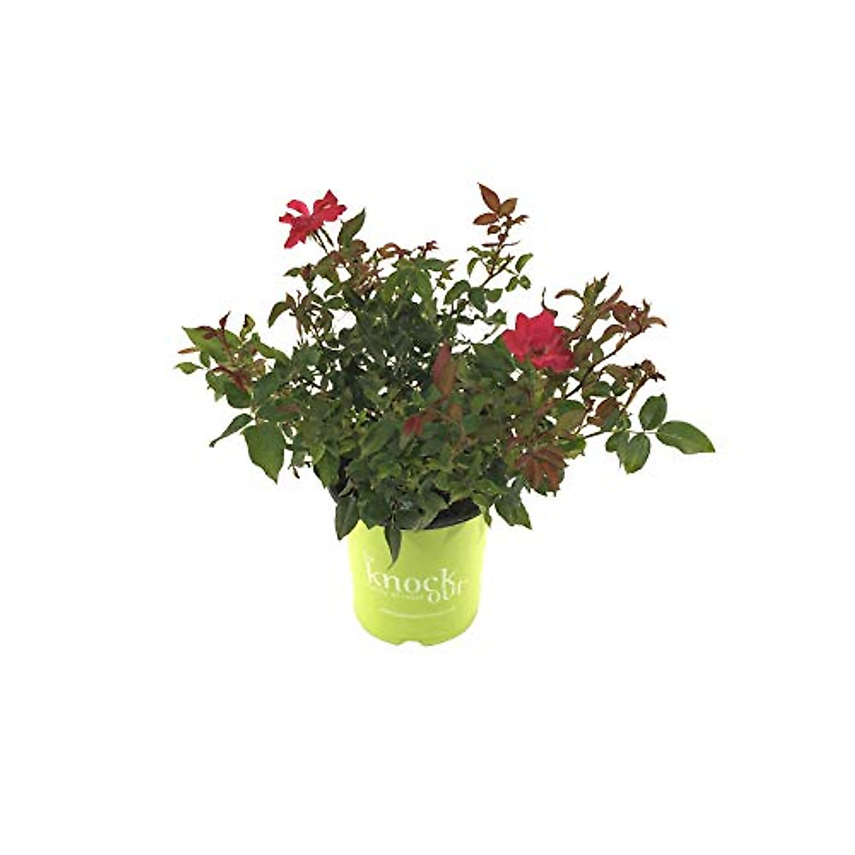 Star Roses Knockout Series 15048 Series Rose Knock Out The Original, 19cm