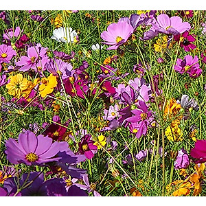 Garden State Parkway Wildflower Seeds - Annuals - Attracts Birds and Butterflies