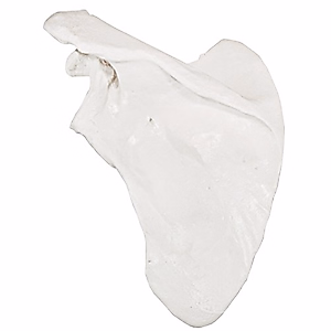 Axis Scientific Shoulder Anatomy Model of Left Scapula Bone | Shoulder Blade Model Details Skeletal Anatomy of Scapula | Scapula Model Shows Bony Landmarks and Anatomical Detail