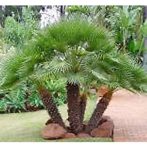 1086-Palm, Mexican Fan Tree (‎Washingtonia robusta) Seeds by Robsrareandgiantseeds UPC0764425786740 Non-GMO,Organic,USA-Grower,Bonsai, 1086 Package of 5 Seeds