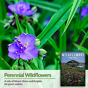 Survival Garden Seeds - Perennial Wildflower Seed for Planting - Packet with Instructions to Plant and Grow in Your Home Garden - Non-GMO Heirloom Varieties