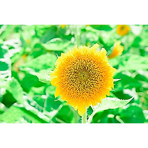 1000+ Mix Sunflower Seeds for Planting - Individually Packaged Heirloom and Non-GMO 15 Varieties Sun Flower Seeds for Outdoor Garden and Bonsai Plants, Open Pollinated