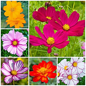 Seed Needs, 3,000+ Crazy Cosmos Seeds Wildflower Mix/Mixture (Cosmos Bipinnatus) Mixed Color Blooms Attract Bees & Butterflies/Monarchs, Blend includes 10+ Varieties - Open Pollinated - Bulk
