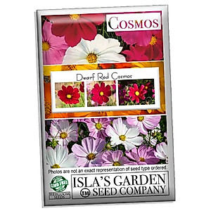 "Dwarf Red" Cosmos Flower Seeds for Planting, 100+ Heirloom Seeds Per Packet, (Isla's Garden Seeds), Non GMO Seeds, Scientific Name: Cosmos Bipinnatus, Great Home Flower Garden Gift