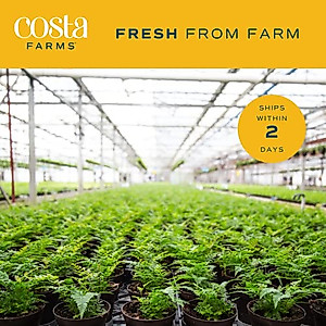 Costa Farms Live House Plants (6 Pack), Easy Grow Houseplants, Potted in Indoor Garden Plant Pots, Grower's Choice Clean Air Purifier Planter Set, Potting Soil Mix, Gift for Home and Office Decor