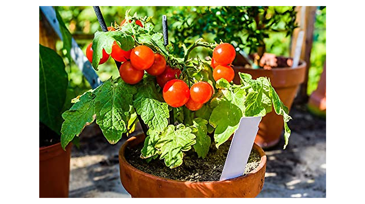 Dwarf Bush Tomato Seeds: Easy Indoor Garden Harvests!