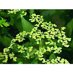 Aquatic Arts Duckweed Live Plant for Aquarium (250+ Pods) | Floating Aquarium Plants Live / Floating Pond Plants Live | Aquatic Plants for Aquaponic Fish Tank | Live Duckweed Aquarium Plant Bundle