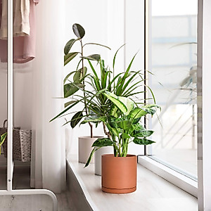 D'vine Dev Medium 8 Inch Terracotta Plant Pot with Drainage Hole and Saucer, Round Cylinder Planter Pot for Indoor Plants, 40-X-A-4