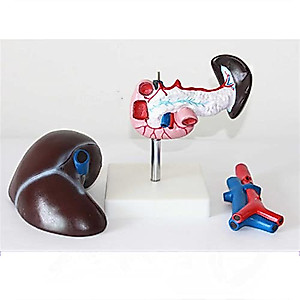 Human Liver Pancreas Duodenum Anatomical Anatomy Model Model Life Size Structure Model of Liverspleen Blood Vessel for Education Demonstration