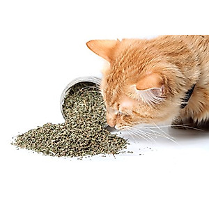 Organic Catnip by Cat Kush, Safe Premium Blend Perfect for Cats, Instilled with Maximized Potency your Kitty is Guaranteed to Go Crazy for! (1 Cup)