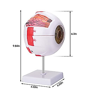 Ultrassist Human Eye Model 6X Enlarged with Removable Stand, Anatomical Eyeball Model for Science Classroom Study Display Medical Education