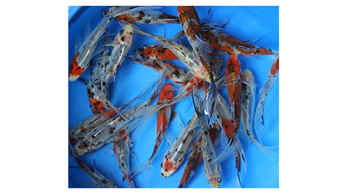 6 Pack of 4-5 inch Mixed Live sarasa, shubunkin, Apricot Comet Goldfish ...