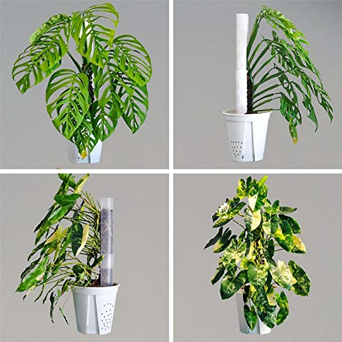 Haispring Plastic Moss Pole 4 Pcs Plant Stakes Extending to 62 Inch for Training Indoor Climbing Plants Such as Monstera to Grow Upwards-Use Plant Support Poles Work with Sphagnum Moss or Other soils