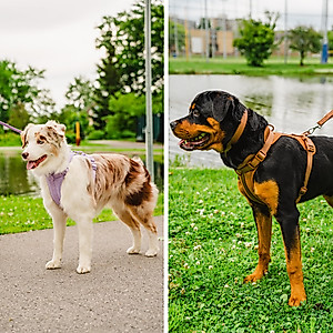 Dog Harness and Leash Set | BearBone No Pull Dog Harness and Waterproof Dog Collar and Leash Set | Heavy Duty Dog Harness, Leash and Collar | Medium Dog Harness, Leash and Collar (Lilac, Medium)