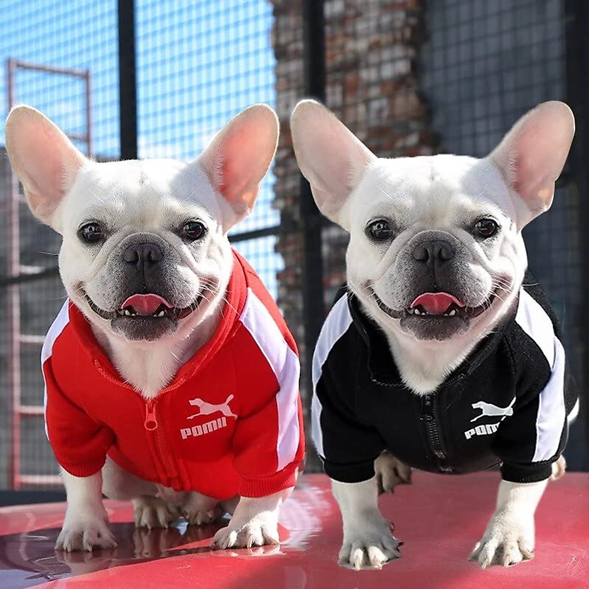 Stylish and Athletic Pomii Small Dog Zip-Up Jacket and Sweater (X-Large, Red). Show Off Your Dog's Athletic Side with This Sweater/Jacket.