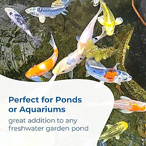 Toledo Goldfish Koi and Goldfish Combo Starter Pack, Perfect for Beginners Stocking Ponds, Tanks, or Aquariums - 4-5 Inches, 5 of Each, 25 Total Count