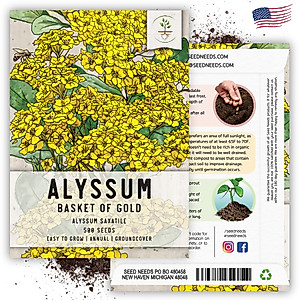 Seed Needs, Heirloom Alyssum Flower Seed Packet Collection Variety Pack (Includes 3 Packs) Basket of Gold, Royal Carpet & Carpet of Snow