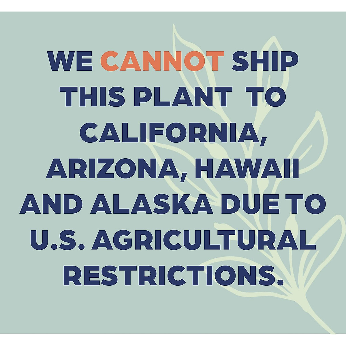 Nature's Way Farms Calathea Rattlesnake, Live Indoor Houseplant, Long Leaf Prayer Plant, Tropical Plant, Pet Safe (8-15 inches Tall) in Growers Pot