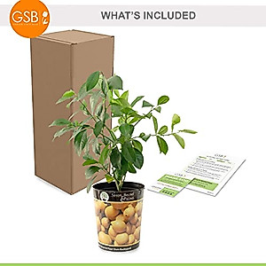 Garden State Bulb Meyer Lemon Tree, Citrus Live Plant (1 Gallon Growers Pot) Cannot Ship FL, AZ, CA, TX, LA