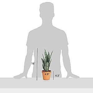 Mkono Artificial Snake Plant 16 Inch Small Fake Sansevieria Tree Potted Plants Faux Desk Plant Indoor Plant Decor in Terracotta Plastic Pot for Table Shelf Bathroom Bedroom Home Office