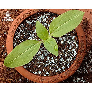 O-FarFarm Chunky Perlite Bulk, Horticultural Pearlite Coarse Perlite for Plants Indoor, Additive Conditioner Mix, Improve Drainage and Ventilation, Help Root Growth(5-10mm, 1qt)