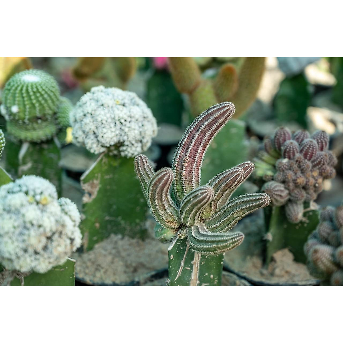 HADIZ Stainless Steel Garden Tweezer Two Piece Set with Curved Tip Tweezers for Cactus and Succulents Gardening