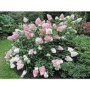 VANCEFELKEL 60+ Vanilla Strawberry Hydrangea Seeds for Planting - Strawberry Sundae Hydrangea Tree Seeds to Plant - Pink Hydrangea Flowers Tree Bush Plants Seeds Planting in Pot/Outdoors/Bonsai