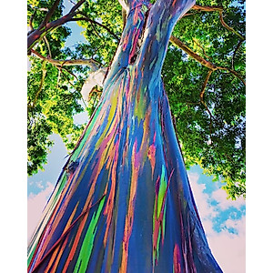 1-1000pcs Rainbow Eucalyptus Tree Seeds Indonesian Gum Mindanao Binacag Sarassa 0128 (25+ Seeds)