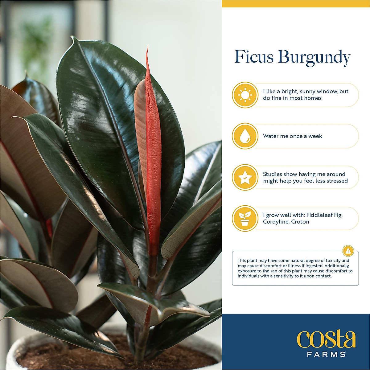 Costa Farms Burgundy Rubber Plant, Live Indoor Ficus Elastica Tree, Live Indoors Houseplant in Nursery Pot, Potting Soil Mix, Gift for Housewarming New House, Home or Office Decor, 2-3 Feet Tall