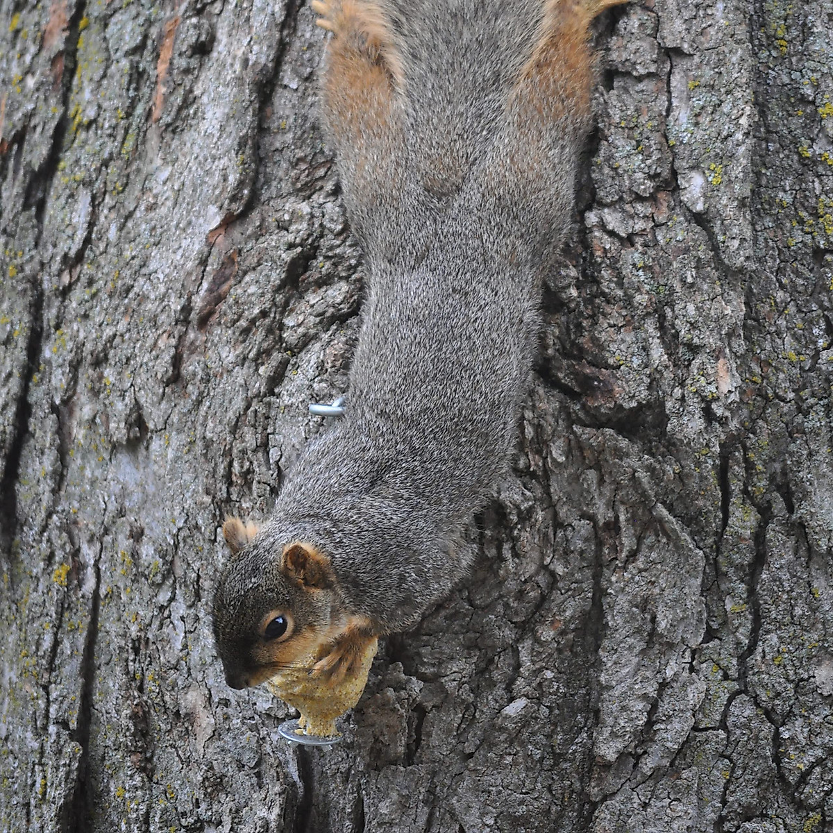 C&S Nut'n Sweet Corn Squirrelog, Single Pack Refill