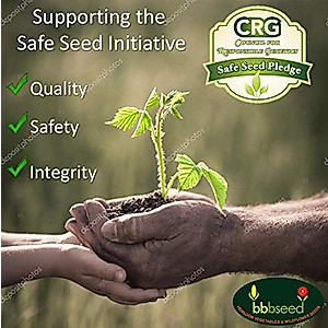 Monarch Butterfly Rescue Wildflower Seeds 4oz. Bulk Open-Pollinated Wildflower Seed Packet, No Fillers, Annual, Perennial Milkweed Seeds for Monarch Butterfly 4 oz