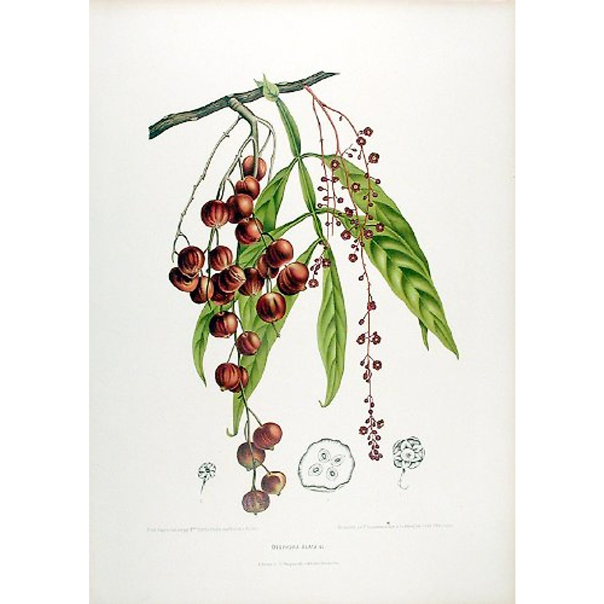 Otophora Alata [lunan nut]