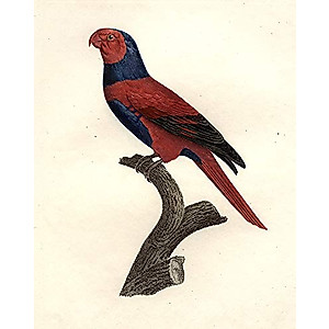 [Perruche α Chaperon Bleu (Bechstein's Violet-necked Lory [Eos squamata riciniata])]
