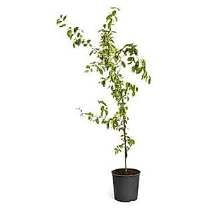Brighter Blooms Barbados Cherry Tree, 3 Gallon