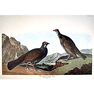 Long-tailed or Dusky Grous. From"The Birds of America" (Amsterdam Edition)