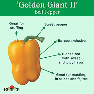 Burpee Golden Giant II Sweet Pepper Seeds 30 seeds