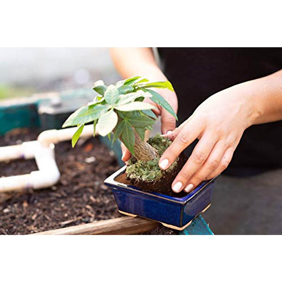 Glazed Ceramic Bonsai Pot - Decorative Planter for Dwarf Trees, Succulents, Small Plants - Blue Rectangular Container Perfect for Indoor and Outdoor Gardens, Table Centerpieces and Windowsill Décor