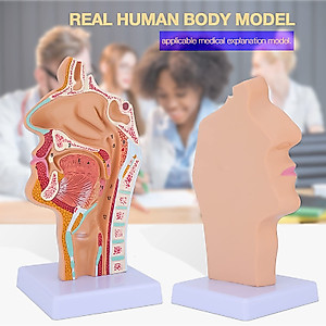 LVCHEN Human Nasal Cavity Throat Anatomy Medical Model - Human Anatomical Pharynx Larynx Model for Medical Students Study Display Teaching Medical Model